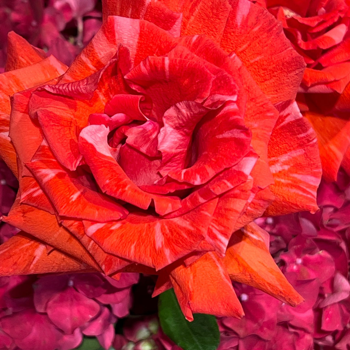 Celebrating Lunar New Year | AUTORE MODA